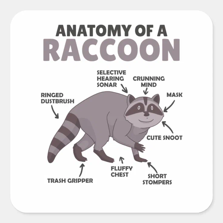 Adesivo Quadrado Doce Raccoon Explicação Anatomia De Um Raccoon ...