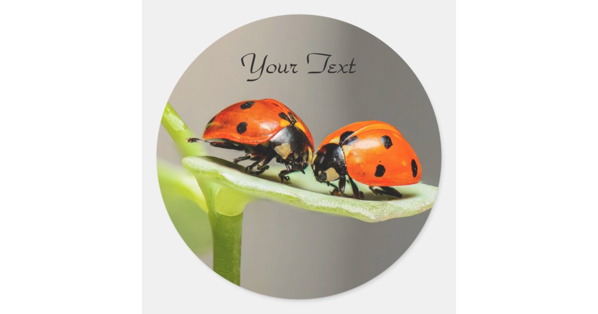 Adesivo Redondo Ladybugs Beetles Classic Round Sticker | Zazzle Brasil