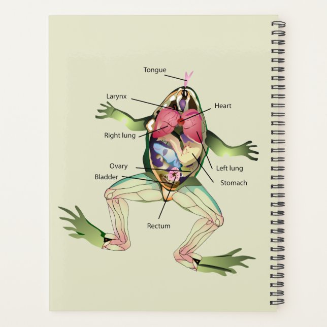 Anatomia Externa Do Sapo Sapo Comum – Wikipédia, A Enciclopédia