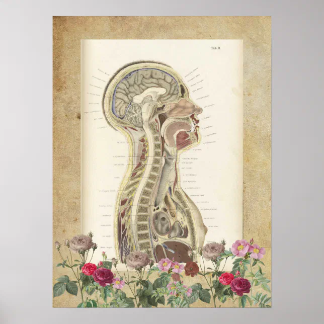 Anatomia venosa Poster superior do corpo | Zazzle Brasil