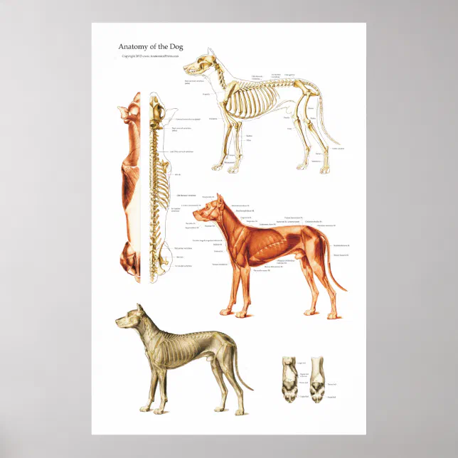 Cães Poster de Anatomia Muscular e Esquelética | Zazzle Brasil
