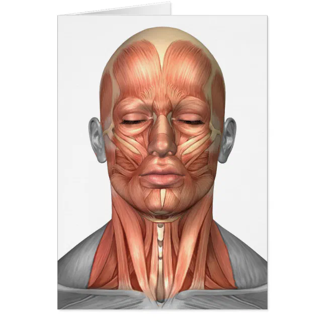 Anatomia Da Cabeca Humana