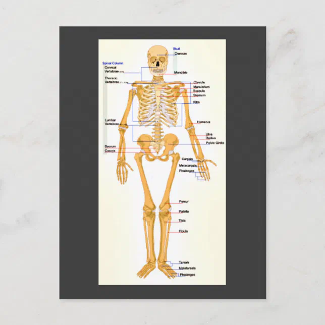 Sistema Esqueletico Humano Rotulado Presentación De PowerPoint