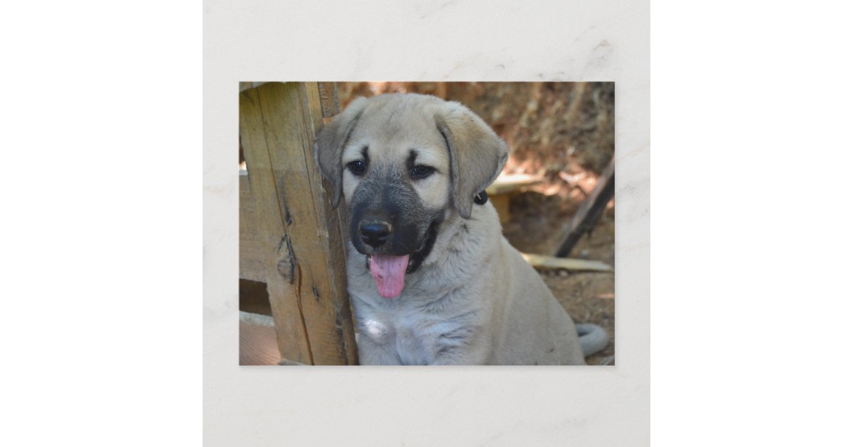 Cartão Postal Pastor turco Kangal Puppy | Zazzle Brasil