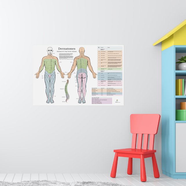 Dermatomos Membro Inferior Dermatomos E Miotomos: Anatomia E
