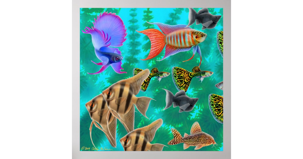 Freshwater Aquarium Fish Poster | Zazzle Brasil