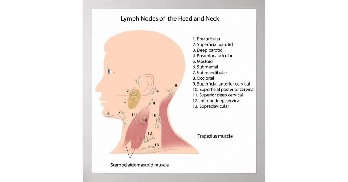 gânglios linfáticos da poster da cabeça e pescoço | Zazzle Brasil