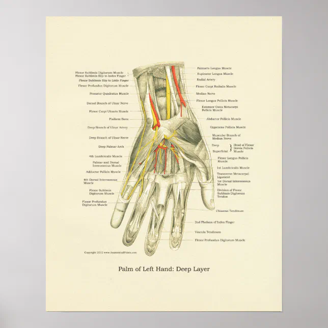 Hand & Wrist Internal Anatomy Poster | Zazzle Brasil