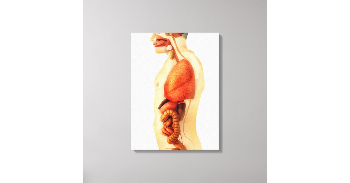 Impressão Em Tela Anatomia Do Corpo Humano Mostrando Órgãos Inteiros ...