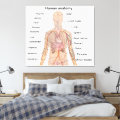 Impressão Em Tela Organograma Interno de Anatomia do Corpo Humano ...