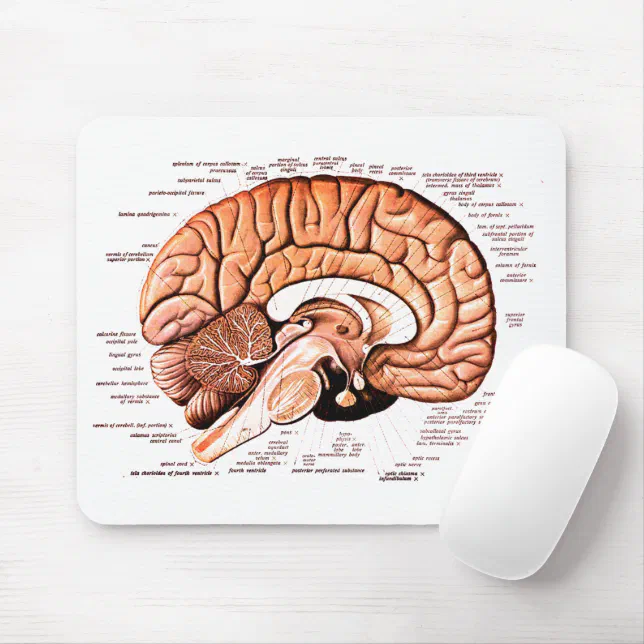 Mousepad Human Brain Anatomy Medical Diagram Novelty | Zazzle Brasil