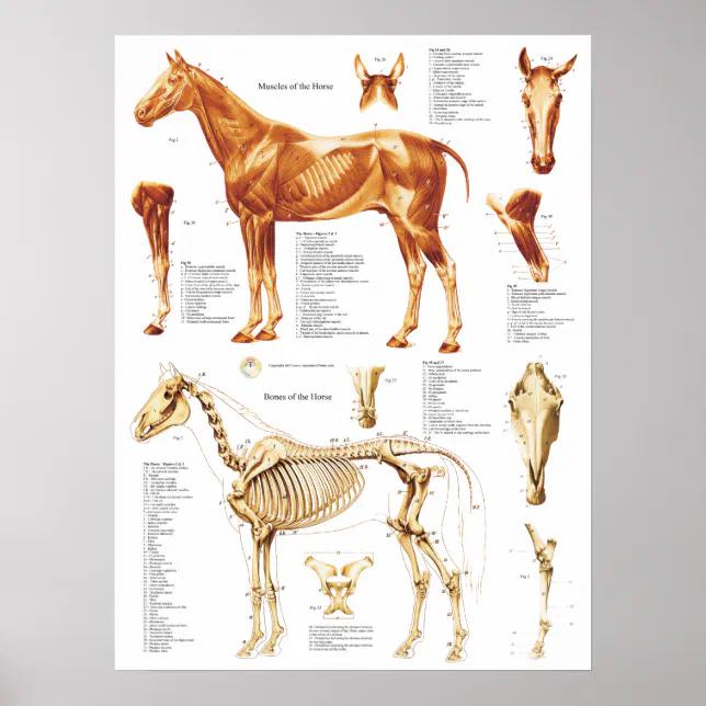 Esqueleto De Perna De Cavalo Cavalo – Wikipédia, A Enciclopédia