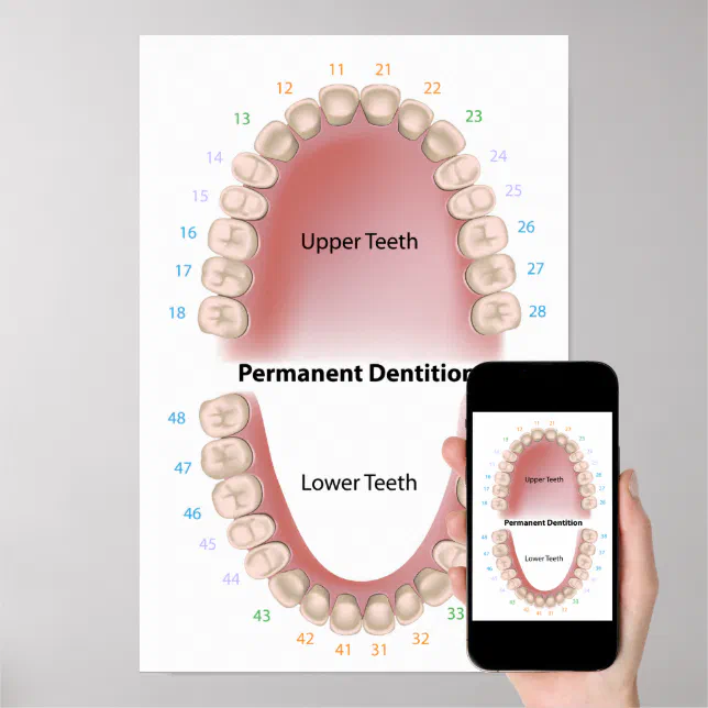 Permanent teeth adult dentition Poster | Zazzle Brasil
