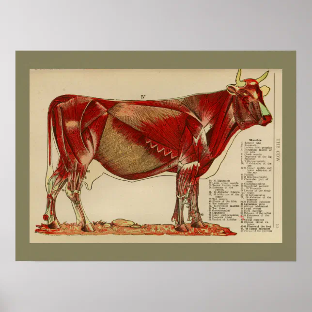 Poster 1917 Vintage Cow Muscle Anatomy Chart | Zazzle Brasil