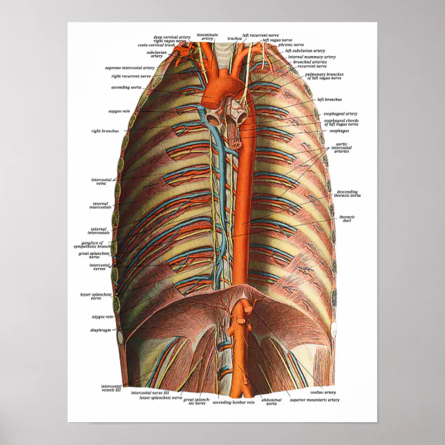 Anatomia Das Costelas