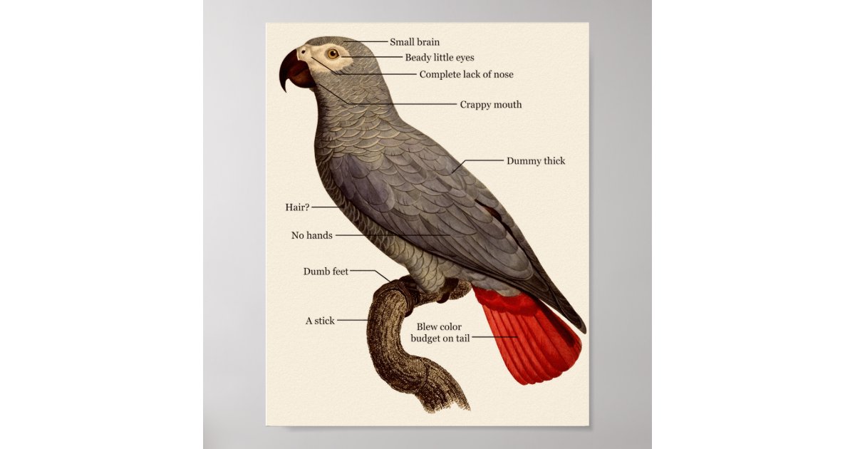 Poster Anatomia de Pássaro Dumb | Zazzle Brasil