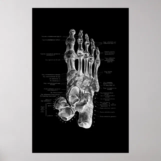 Poster Anatomia dos pés Decor de Parede Médica do Podiatr | Zazzle Brasil