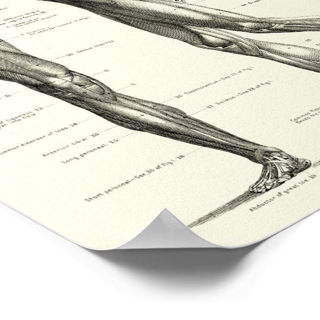 Póster De Anatomía Humana