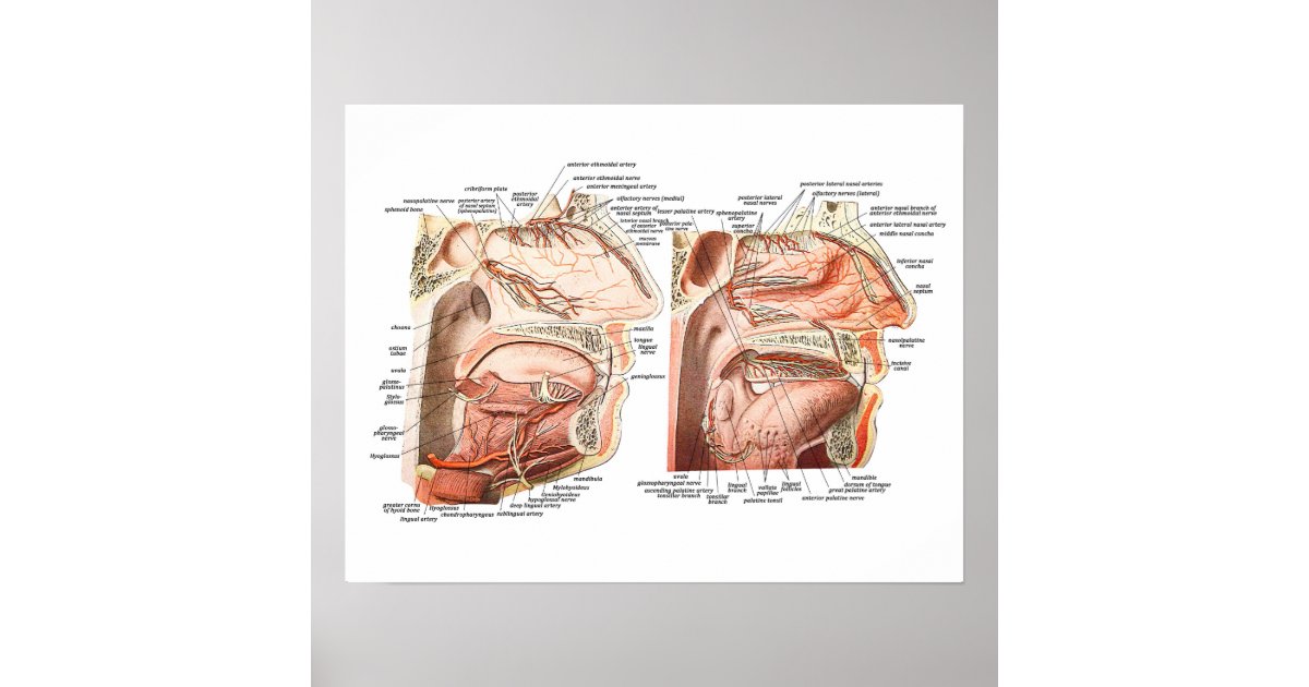 Pôster Anatomia interna do rosto humano | Zazzle Brasil