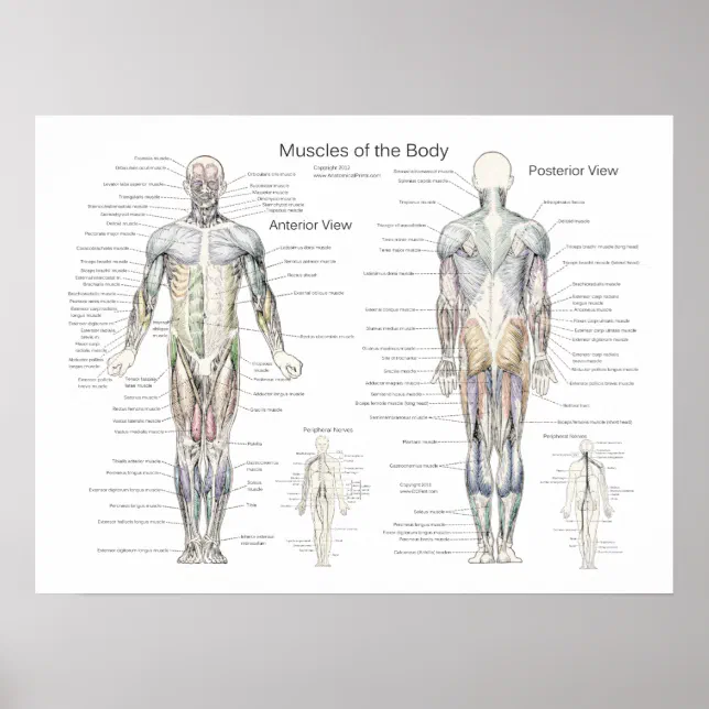 Poster Anatomia muscular Anterior e Posterior | Zazzle Brasil