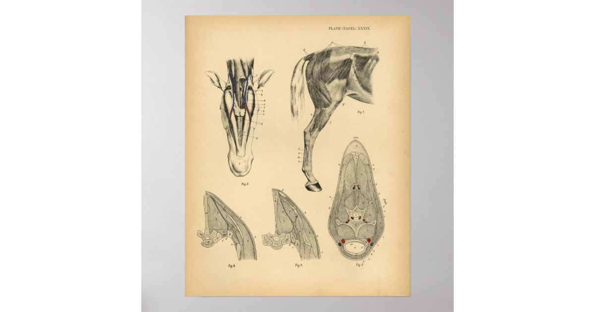 Pôster Anatomia muscular da perna do cavalo 1908 Impressã | Zazzle Brasil