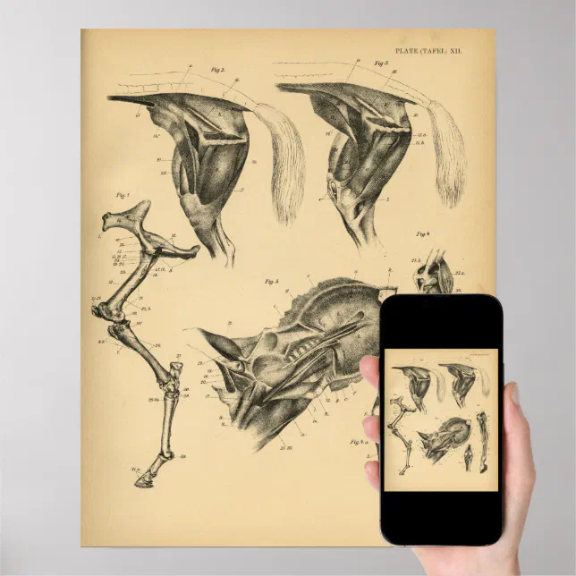 Poster Anatomia muscular da perna do cavalo 1908 Impressã | Zazzle Brasil