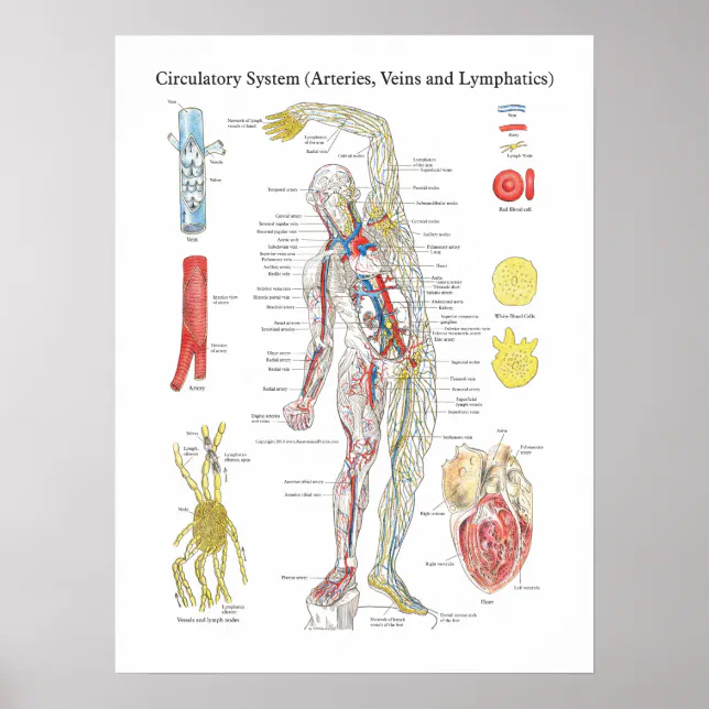 Pôster Anatomy Circulatory Chart Arteries Veins Lymphatic | Zazzle Brasil