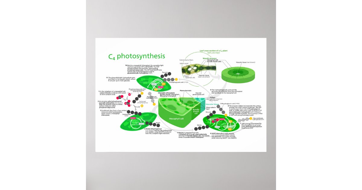 Poster C4 Fotossíntese Diagrama Folha | Zazzle Brasil