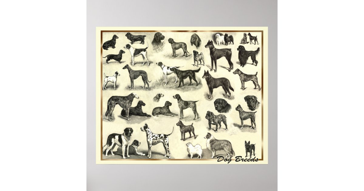 Pôster Cachorros - Cachorros-Cachorros - Cães-Impressão | Zazzle Brasil