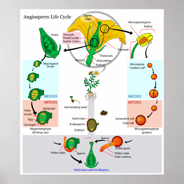 Poster Ciclo de Vida de um Gráfico de Angiospermos de Pla | Zazzle Brasil