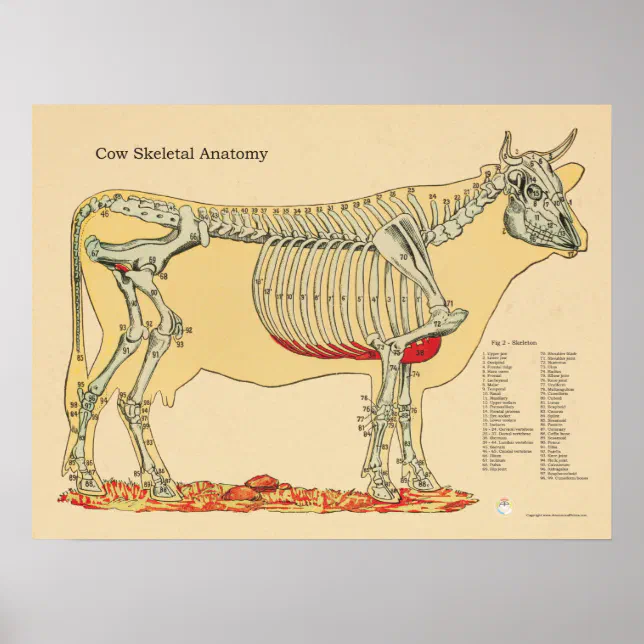 Pôster Cow Bovine Veterinary Skeletal Anatomy Chart | Zazzle Brasil