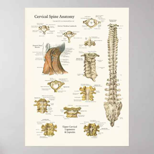 Poster da coluna cervical e da anatomia das vérteb | Zazzle Brasil