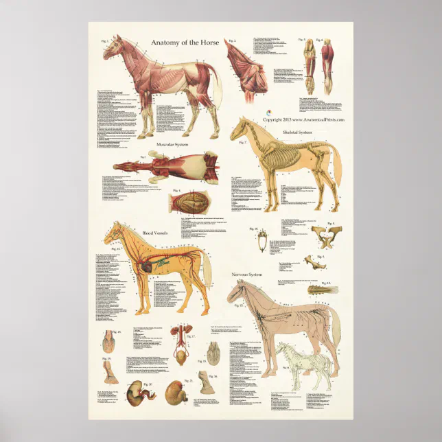 Poster de Formato Grande da Anatomia Equina Equina | Zazzle Brasil