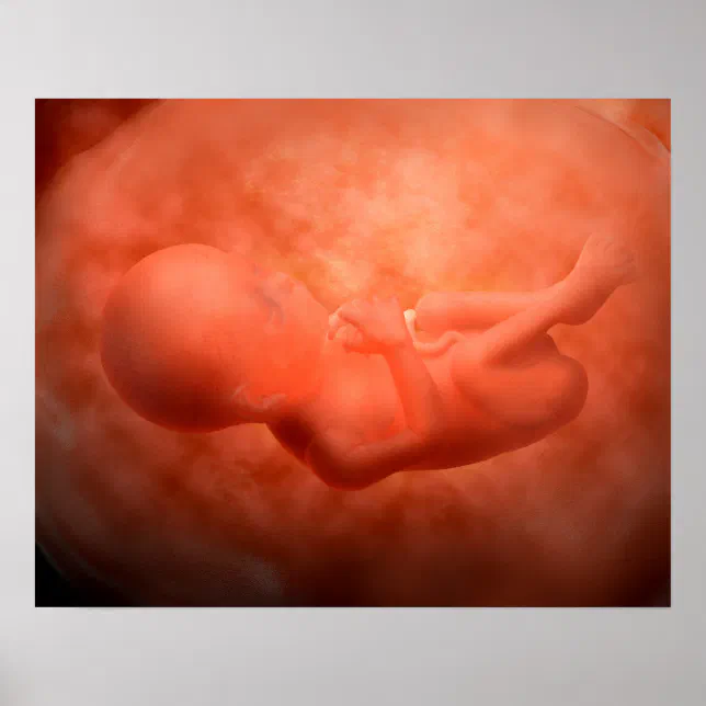Feto De 24 Semanas Modelo 3d Feto Humano A Las 24 Semanas TurboSquid