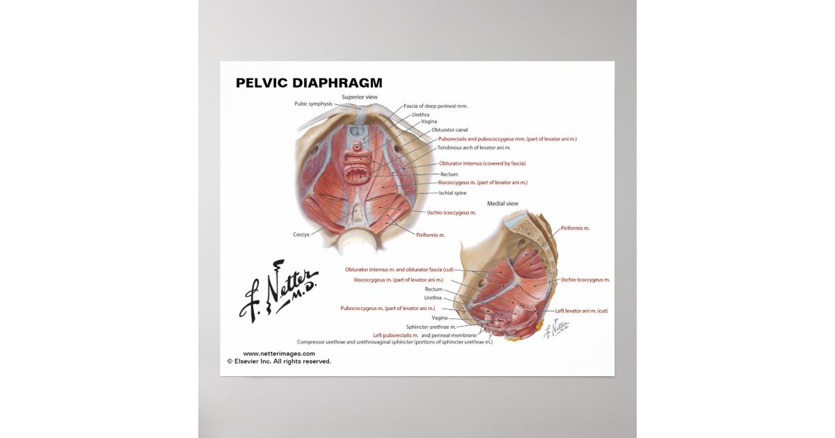 Poster Diafragma Pelvic de Netter - Gráfico Rotulado | Zazzle Brasil