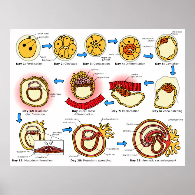 Diagrama De Embriao Ilustração De Um Embrião De Estágio De 4