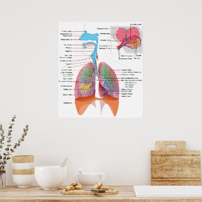 Diagrama Do Sistema Respiratorio Com Rotulos Para Criancas