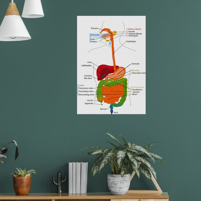 Diagrama Do Trato Gastrointestinal
