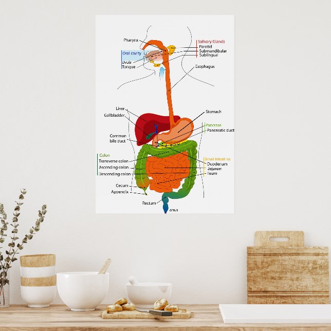 Diagrama Do Trato Gastrointestinal