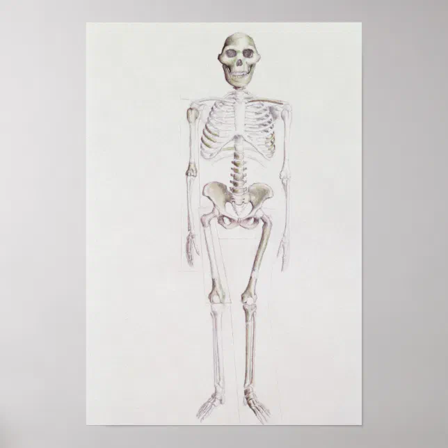 Poster Esqueleto de Australopithecus africanus | Zazzle Brasil