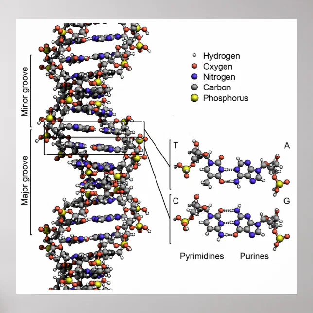 Diagrama De Estrutura Molecular Do Dna