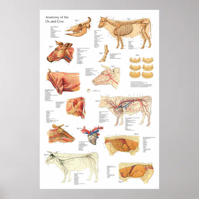Pôster Gráfico de Anatomia Bovina em Vaca 24" X 36" | Zazzle Brasil