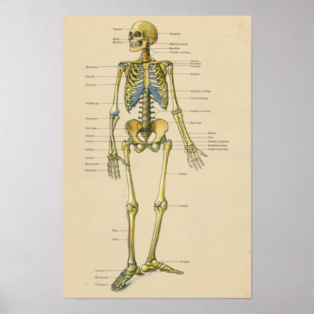 Pôster Gráfico de Anatomia do Esqueleto Humano da Vintage | Zazzle Brasil