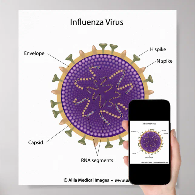 Pôster Influenza virus, labeled drawing. | Zazzle Brasil