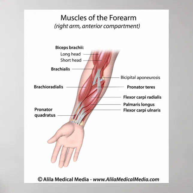 Poster Muscles of the forearm, labeled diagram. | Zazzle Brasil