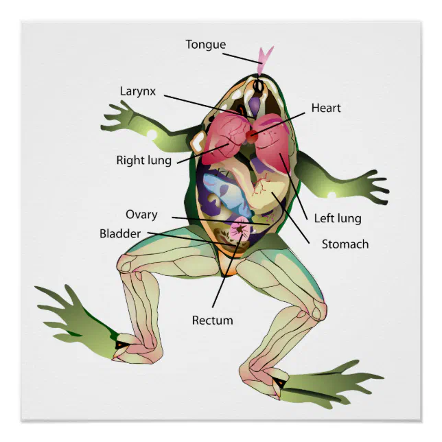 Sapo Anatomia Externa Sacral Corcunda Sapo Cururu (Rhinella Marina)