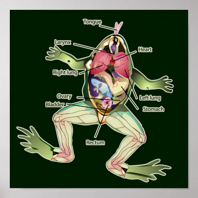 Partes De Sapo Ou Anatomia Externa De Sapo Vetor Premium