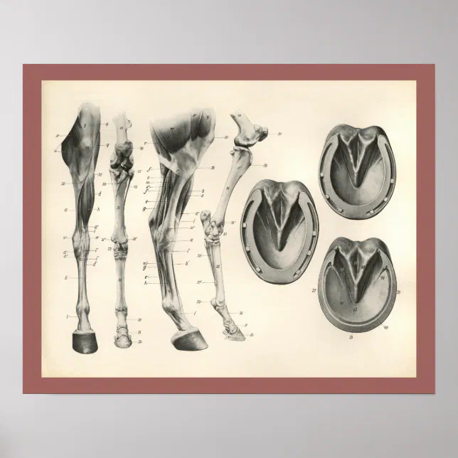 Pôster Ossos da perna do cavalo Anatomia muscular Impress | Zazzle Brasil