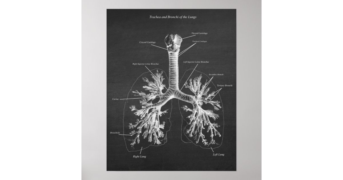 Poster Trachea e Bronchi do Decor de Arte Anatômica dos P | Zazzle Brasil