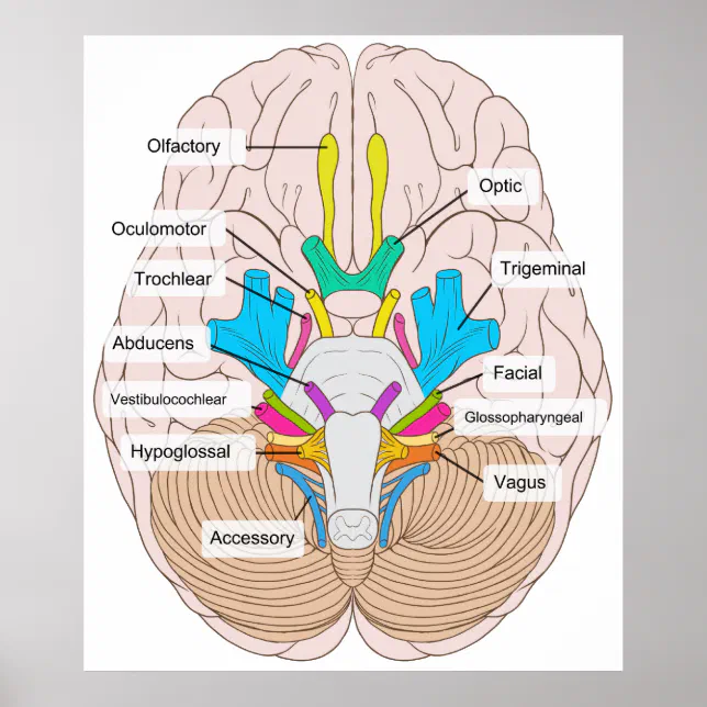 Pôster Visão Inferior dos Nervos Craniais no Cérebro Huma | Zazzle Brasil